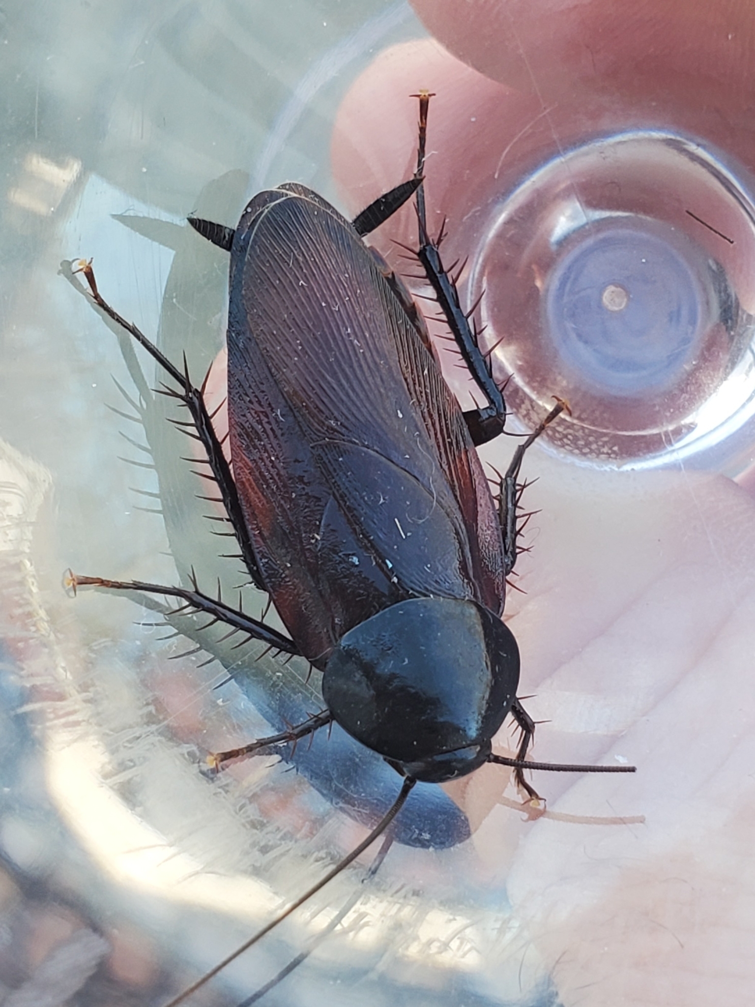 Periplaneta fuliginosa Serville, 1838