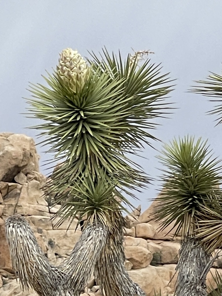 Western Joshua Tree from Riverside County, CA, USA on March 14, 2023 at ...