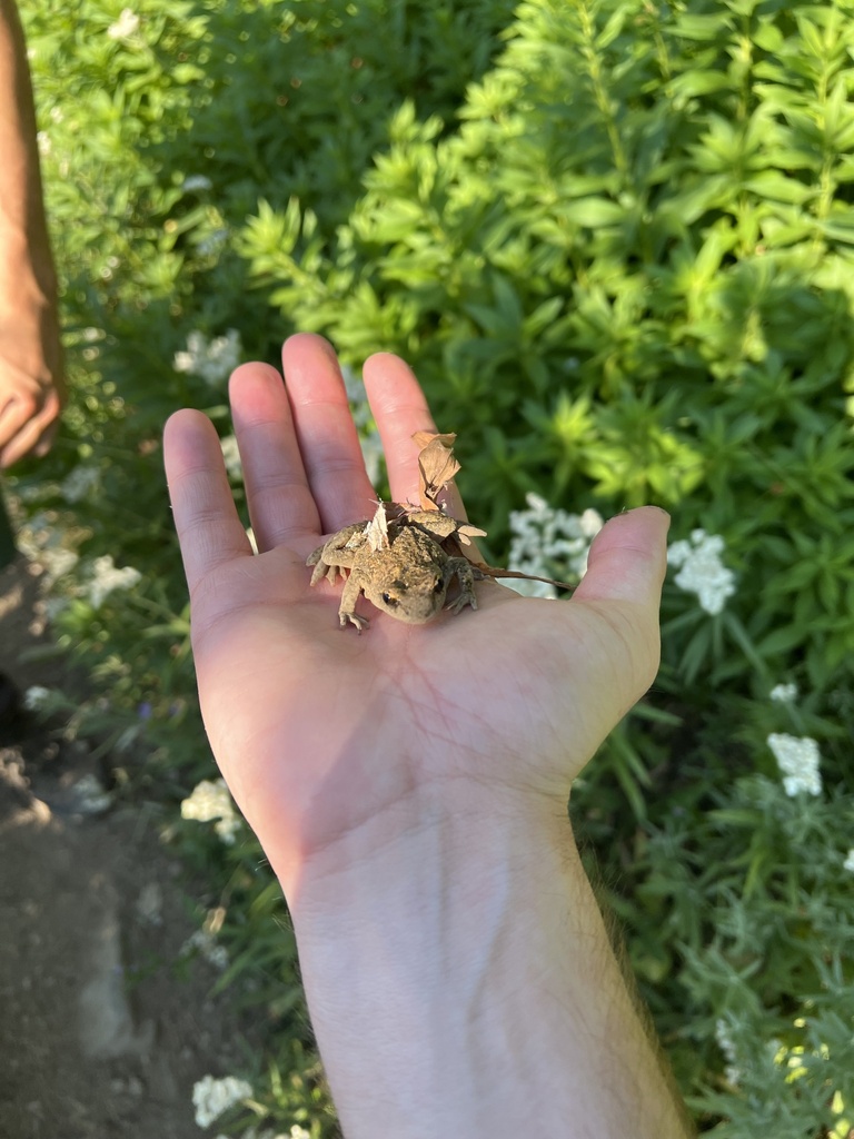 Rocky Mountain Tailed Frog from Glacier National Park, Babb, MT, US on ...