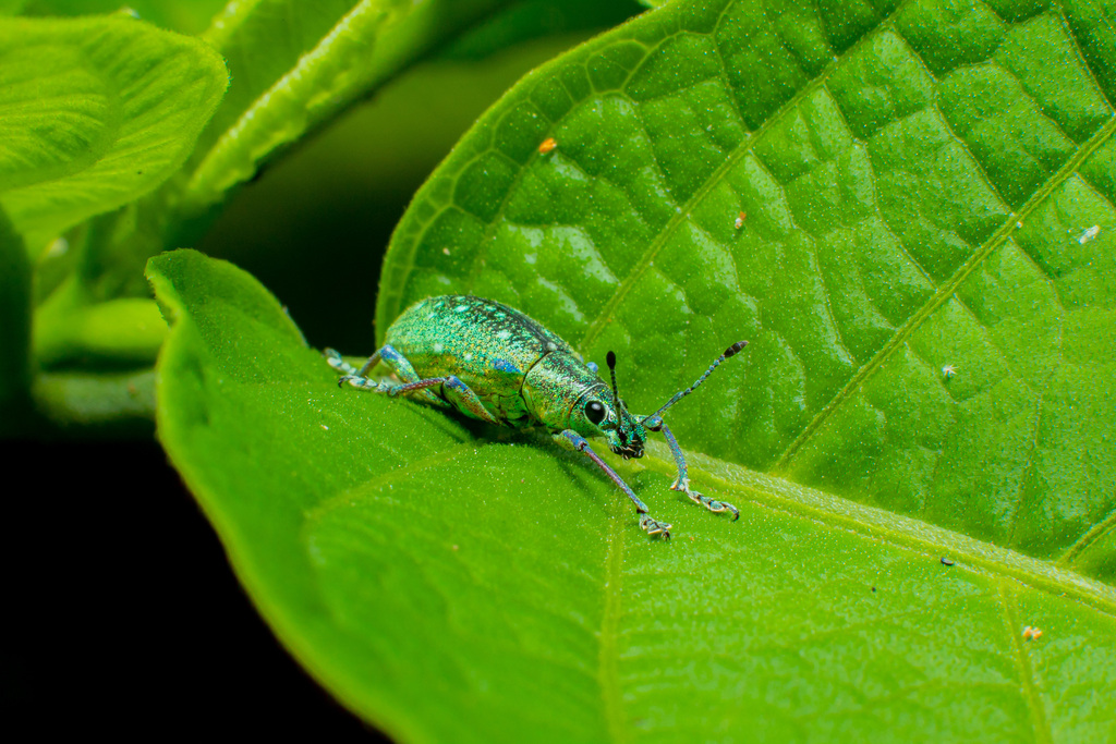 Exophthalmus jekelianus from Provincia de Alajuela, Costa Rica on March ...