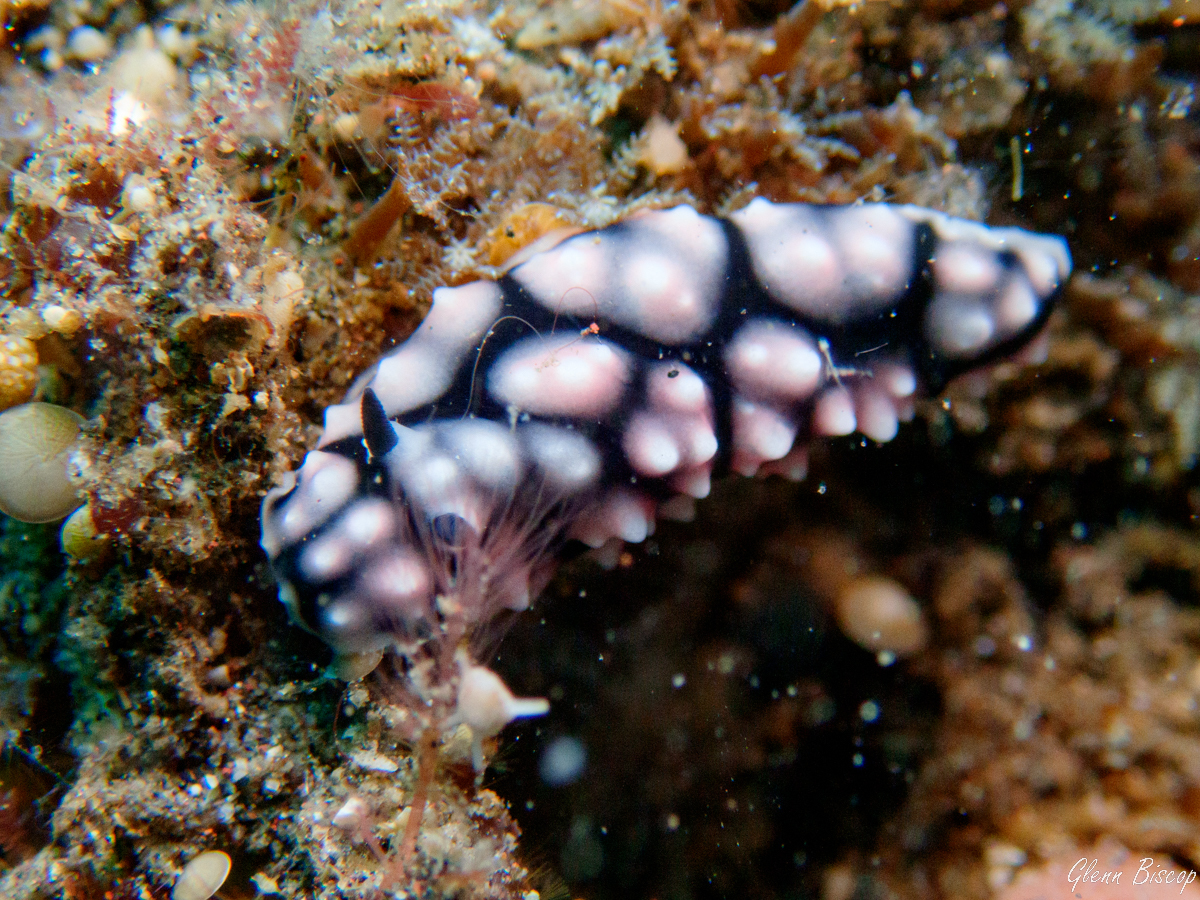 Phyllidiella pustulosa (Cuvier, 1804)