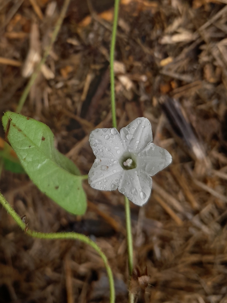 bell vine (Native lawn "weeds" of Brisbane) · iNaturalist