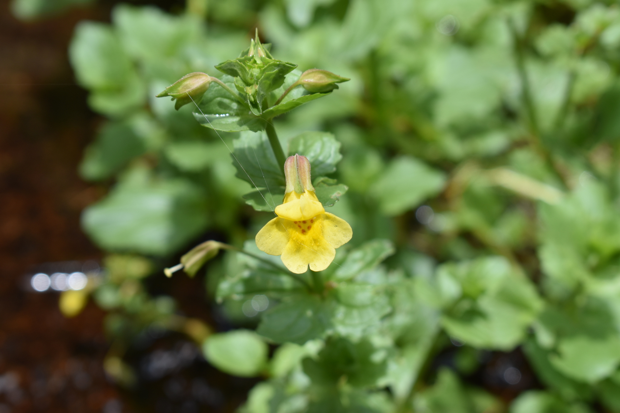 Erythranthe glabrata (Kunth) G.L.Nesom