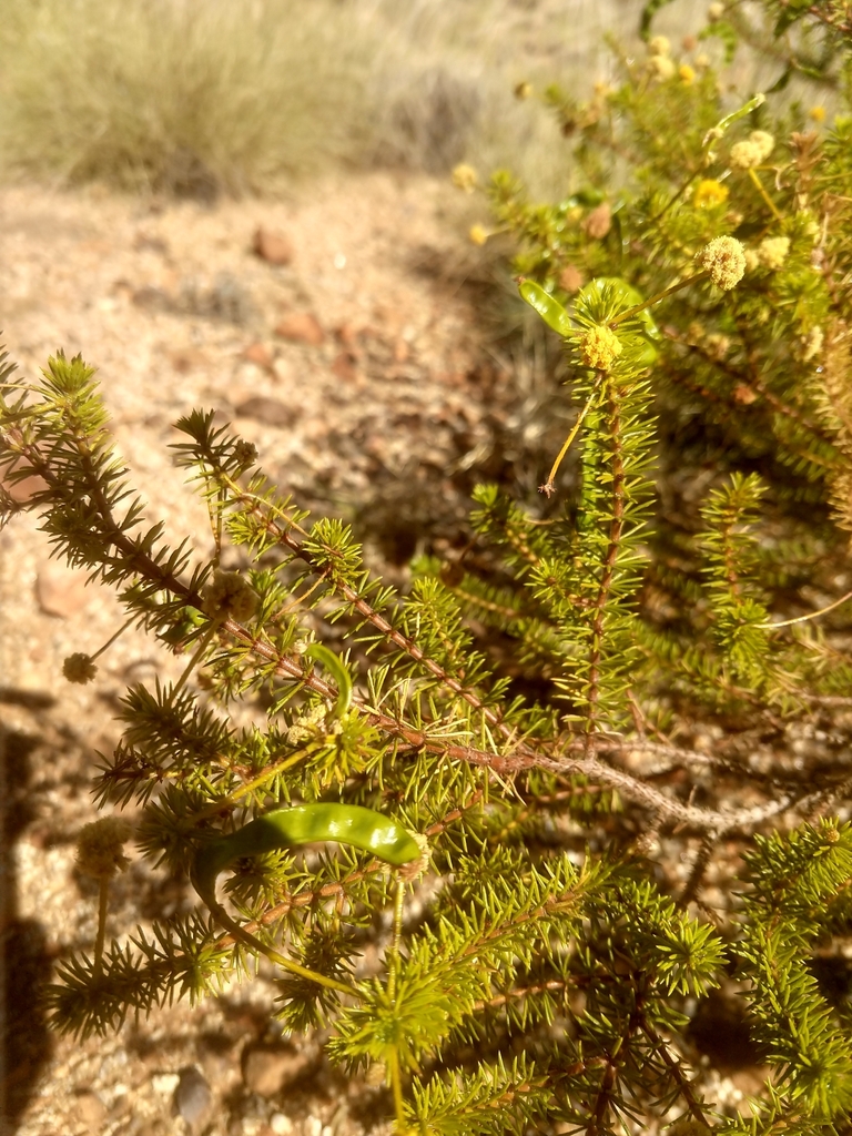 wattles from Davenport NT 0872, Australia on August 12, 2022 at 11:35 ...