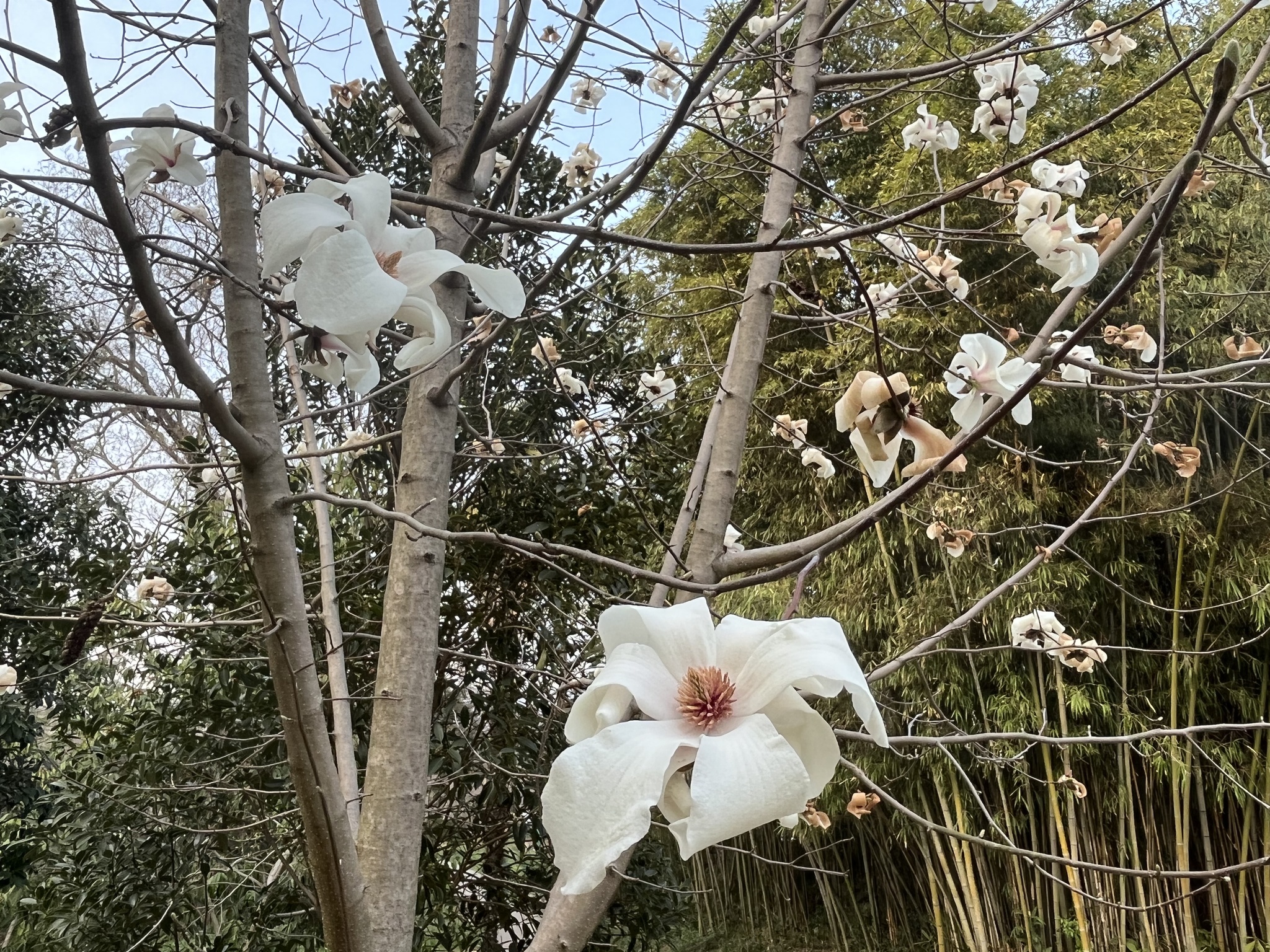 Magnolia zenii W.C.Cheng