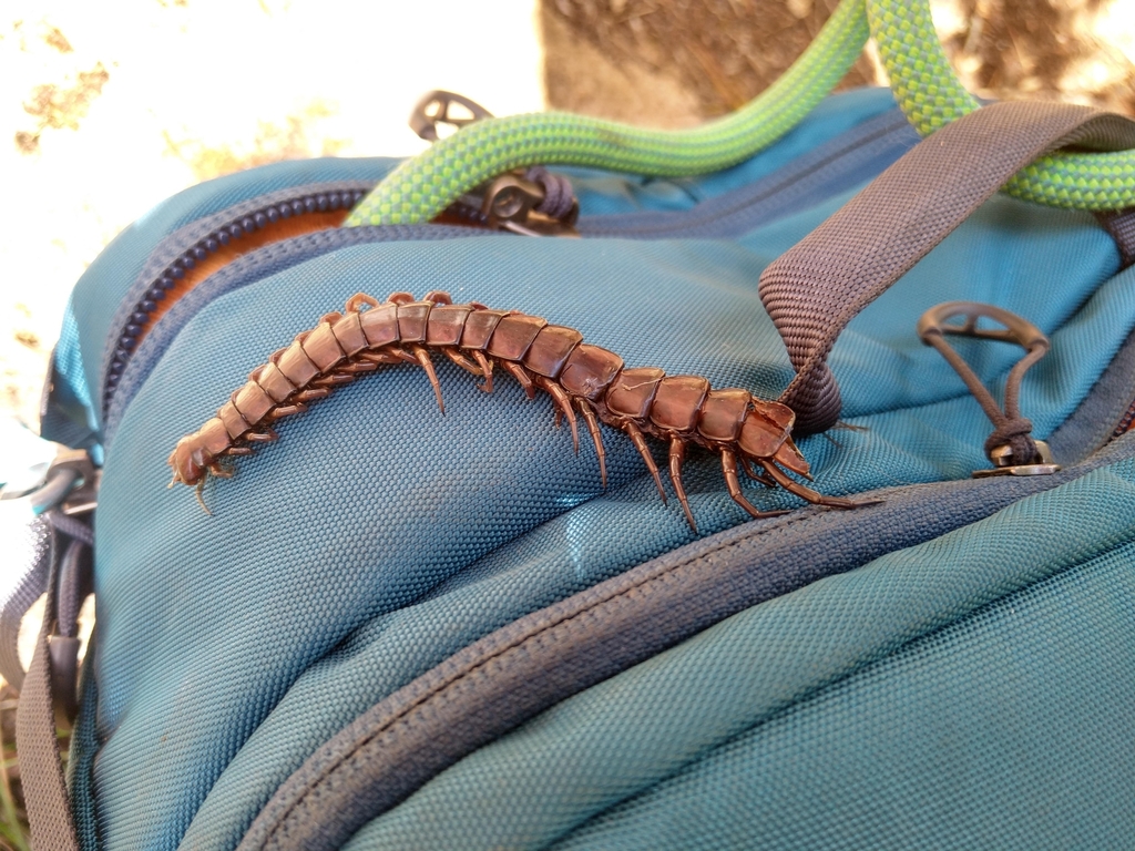 New Zealand giant centipede from Paeroa 3674, New Zealand on March 19 ...