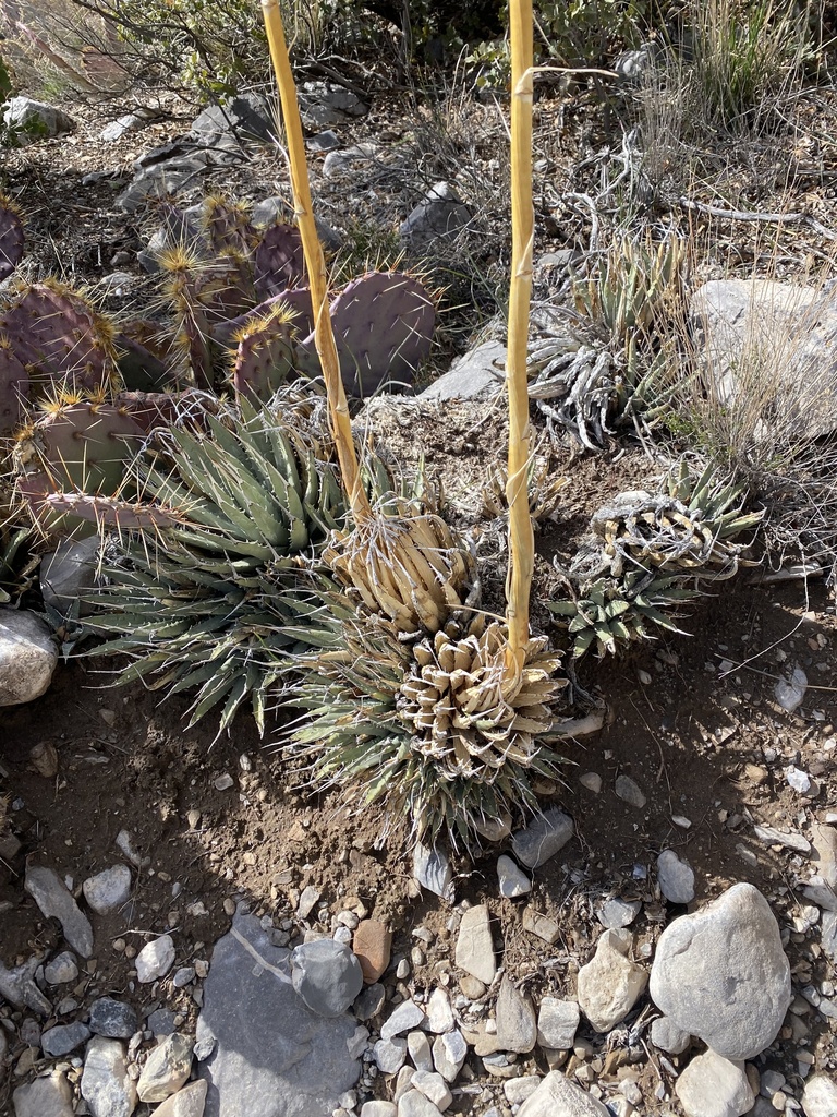 Utah Agave in March 2023 by maggiedb01 · iNaturalist