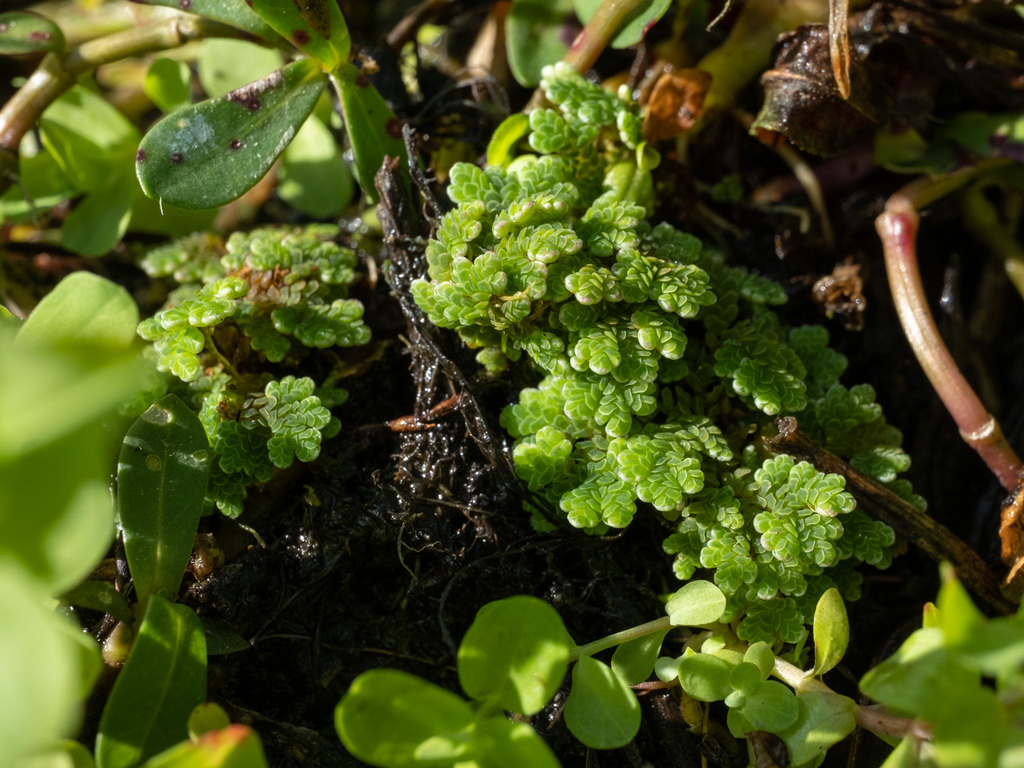 Mosquito Ferns from Alachua County, FL, USA on March 19, 2023 at 03:27 ...