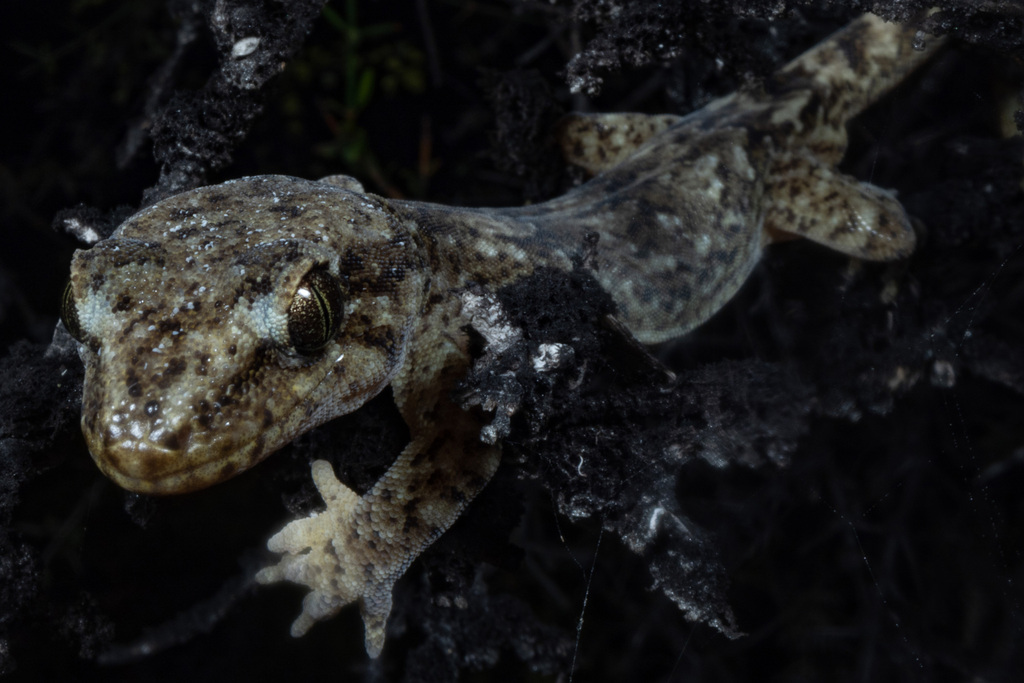 Southern Alps Gecko in March 2023 by Shaun Lee. 3 geckos in 1hr of ...