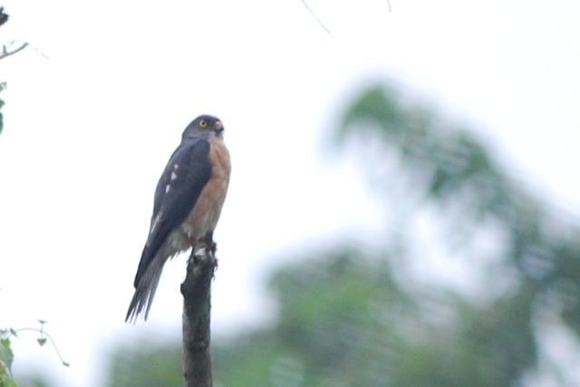 Chinese Sparrowhawk from Changi grassland, Singapore on November 20 ...