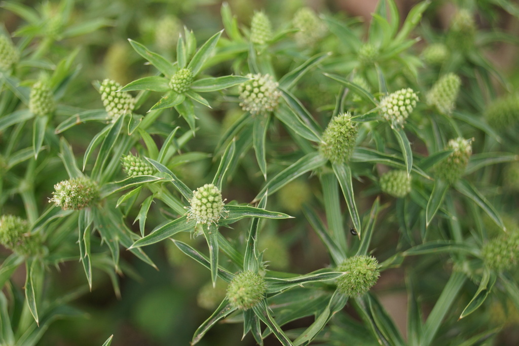 Mexican Culantro from Urumita, La Guajira, Colombia on March 18, 2023 ...