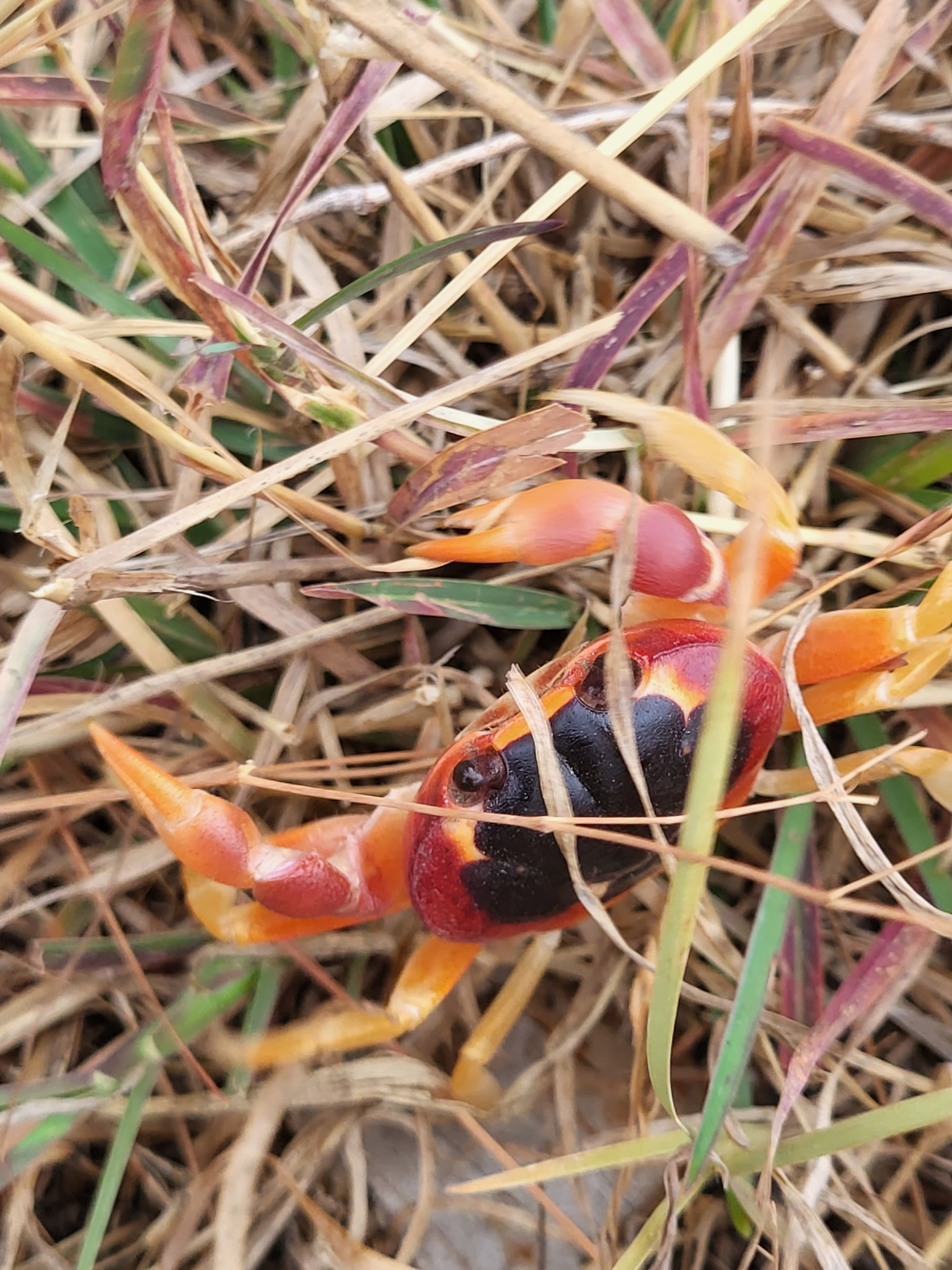 Gecarcinus ruricola (Linnaeus, 1758)