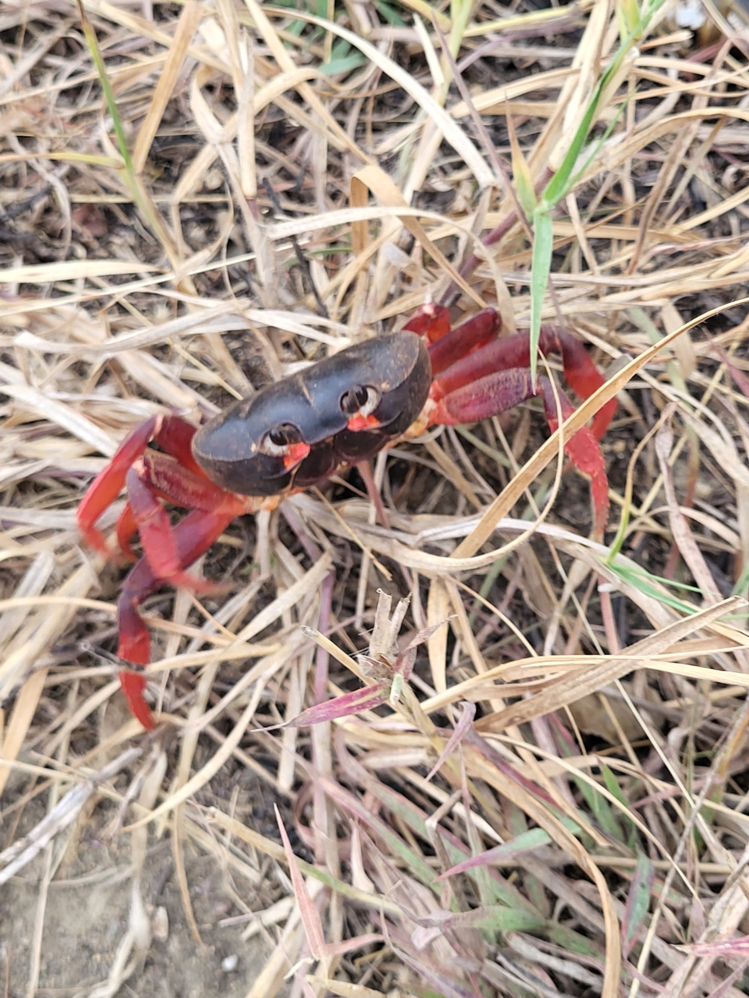 Gecarcinus ruricola (Linnaeus, 1758)