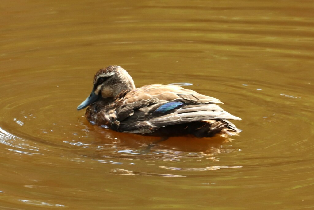 Pacific Black Duck from Melbourne VIC, Australia on March 22, 2023 at ...