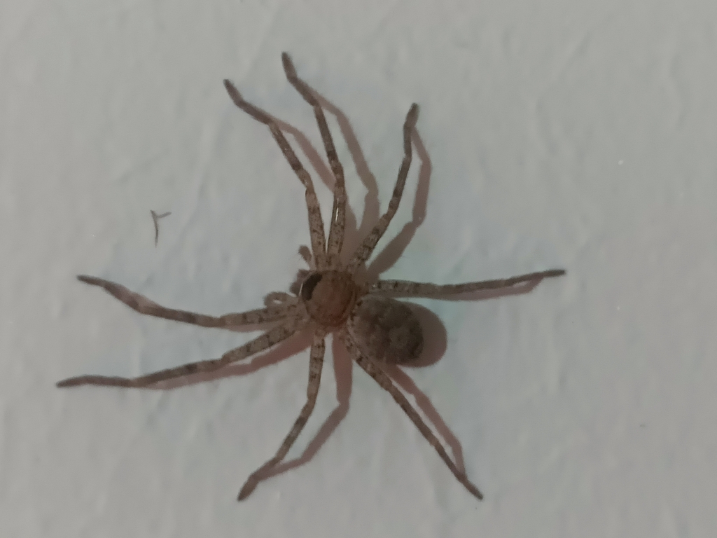 Pantropical Huntsman Spider from Pooc, Nabas, Aklan, Filippine on March ...