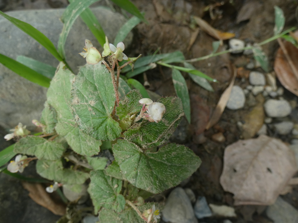 shining begonia from Valencia, Ecuador on January 6, 2023 at 10:46 AM ...