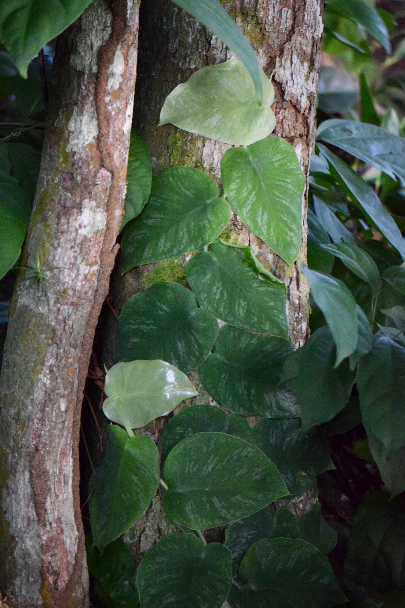 Monstera tuberculata var. brevinoda (Standl. & L.O.Williams) Madison