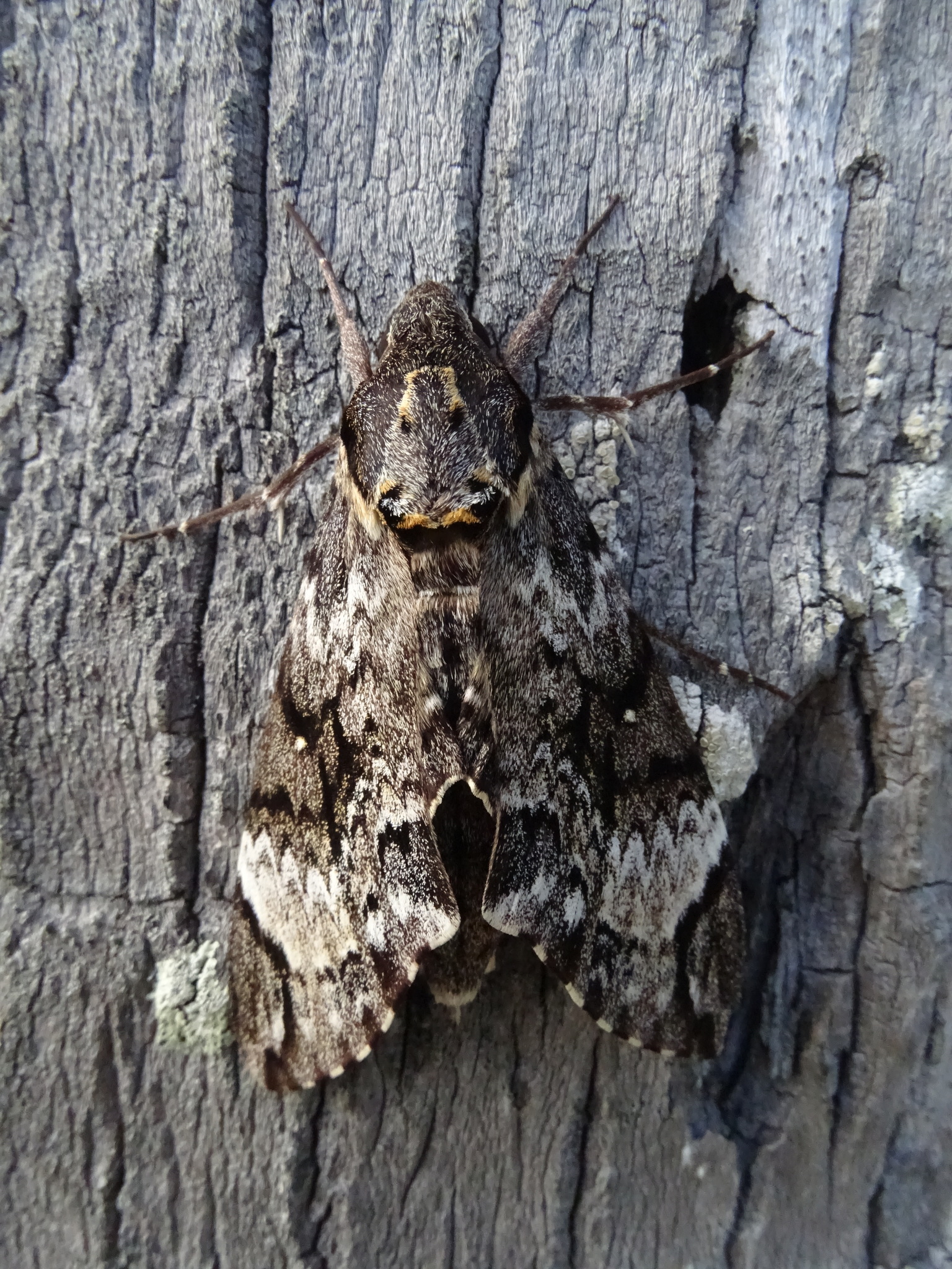 Psilogramma menephron Cramer, 1780