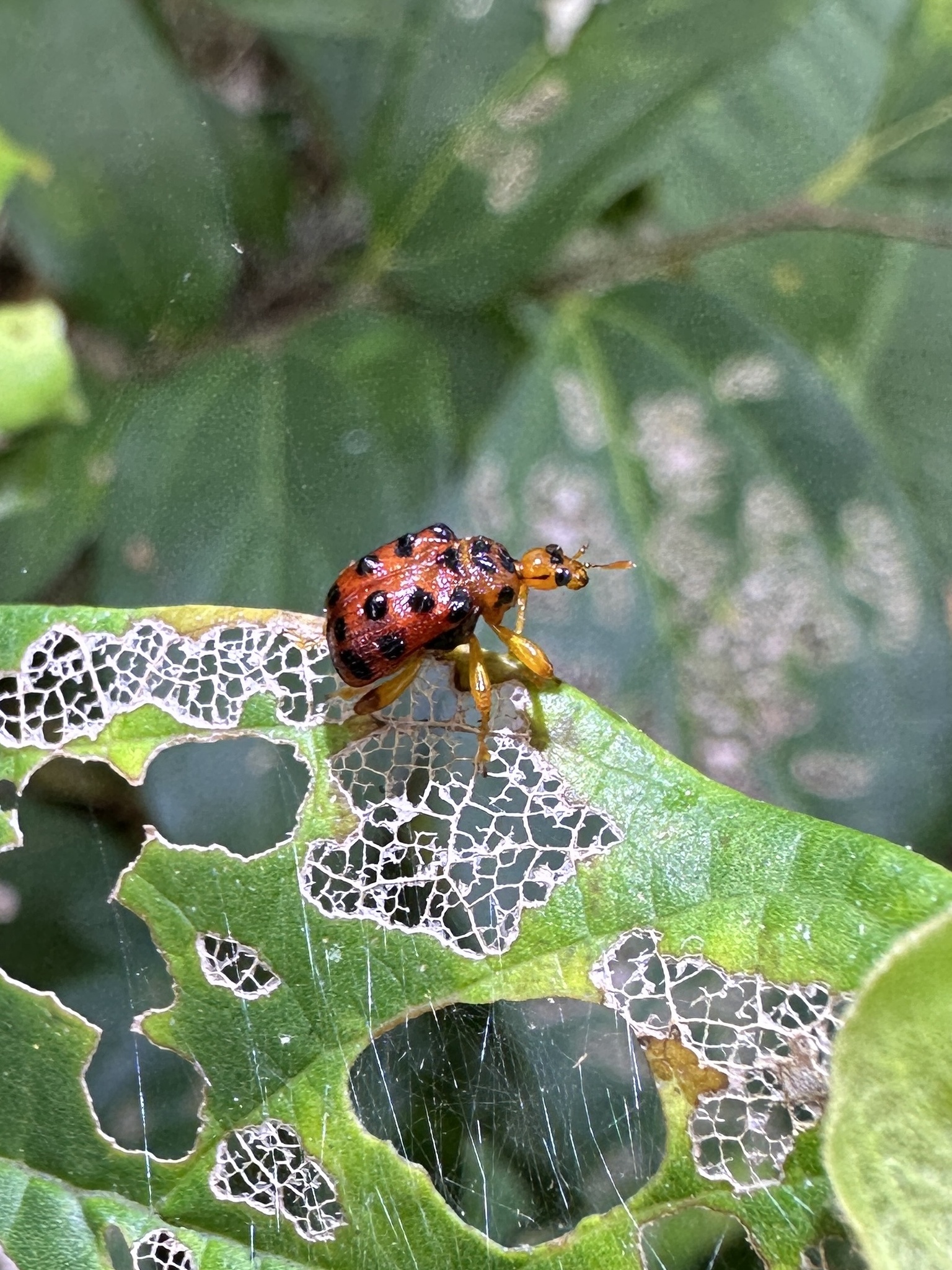 Agomadaranus pardaloides (Voss, 1924)
