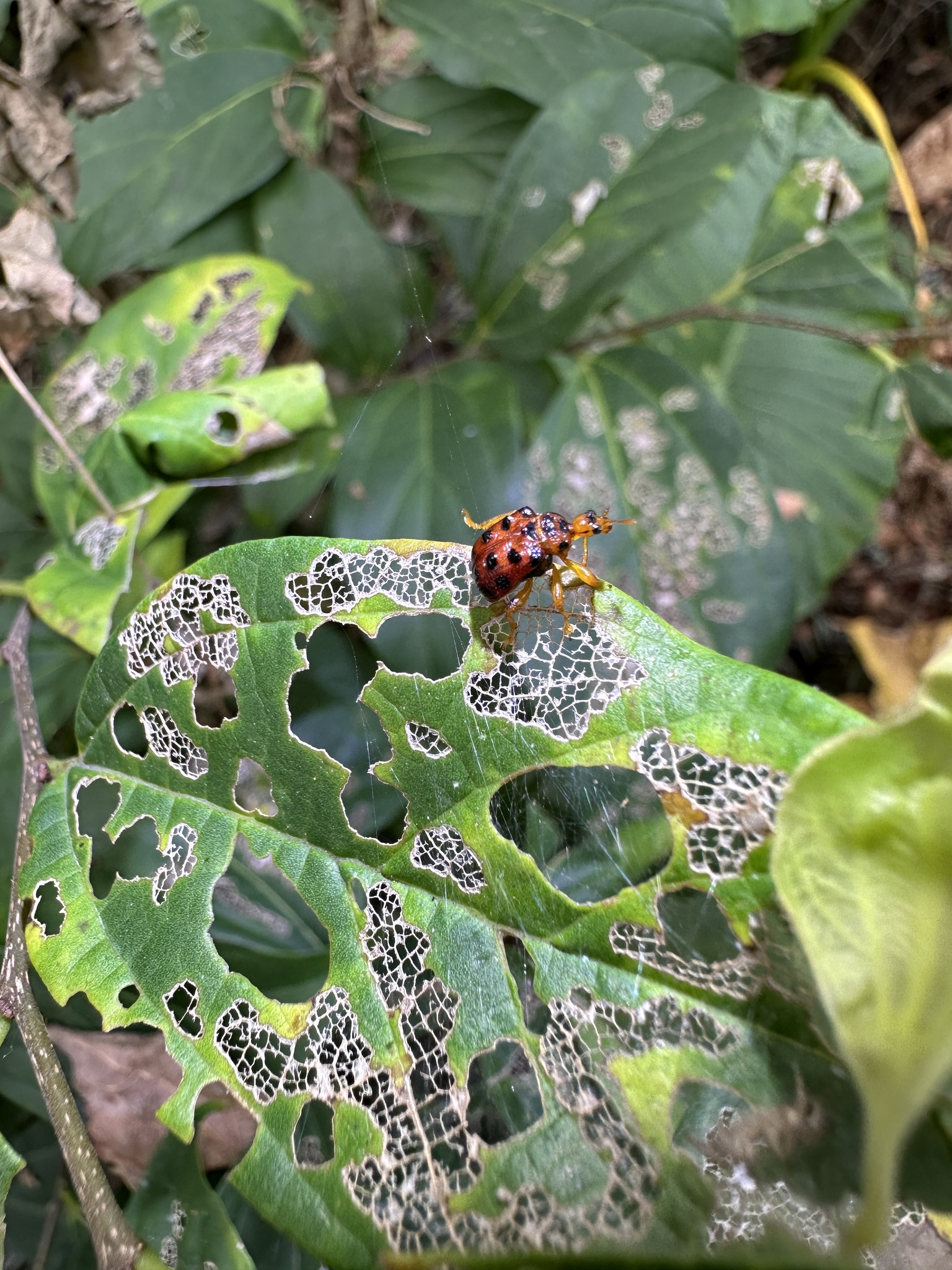 Agomadaranus pardaloides (Voss, 1924)