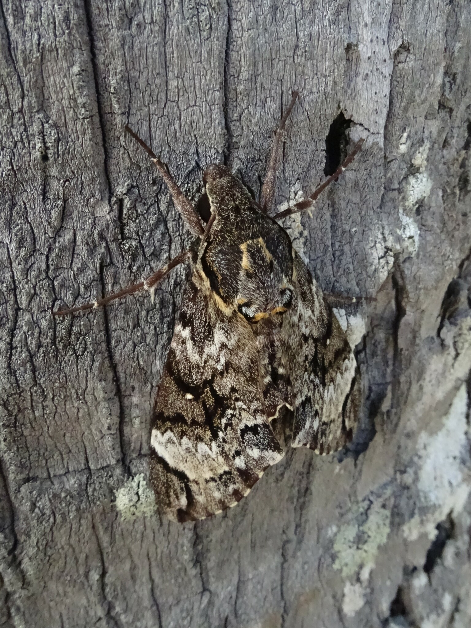 Psilogramma menephron Cramer, 1780