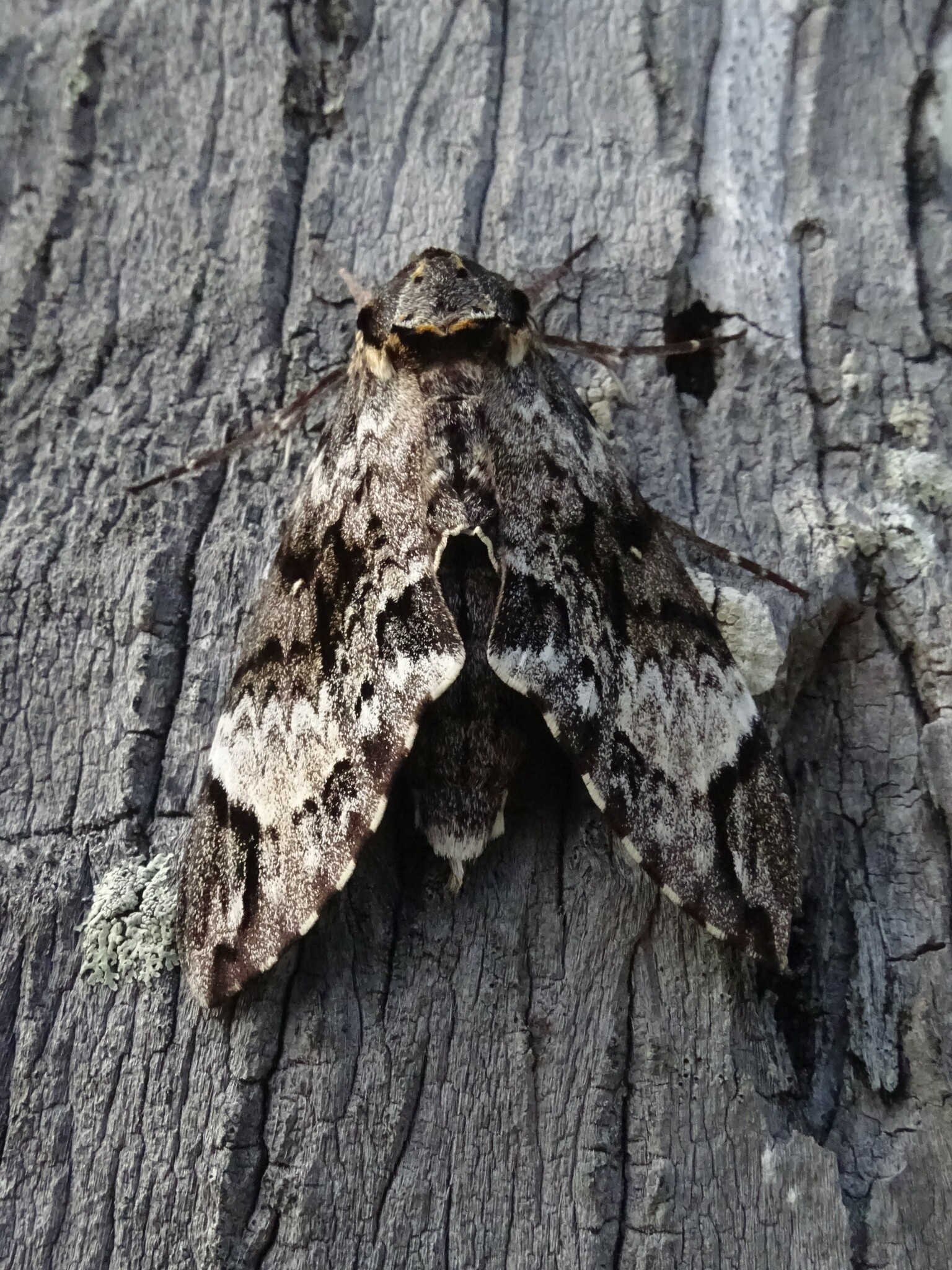 Psilogramma menephron Cramer, 1780