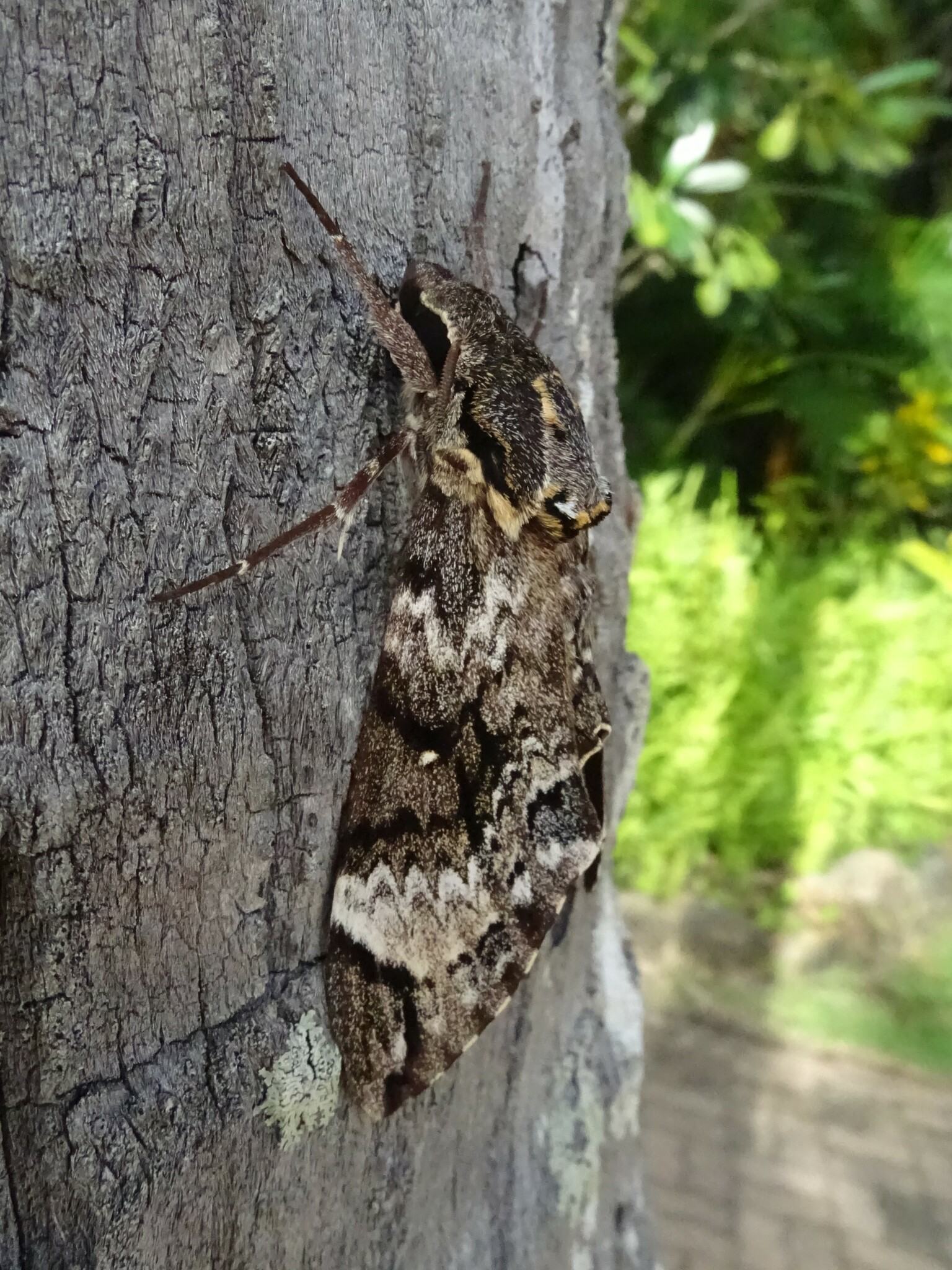 Psilogramma menephron Cramer, 1780
