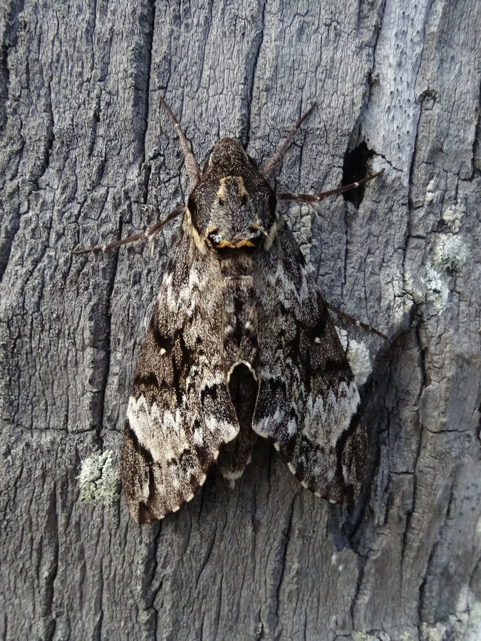 Psilogramma menephron Cramer, 1780