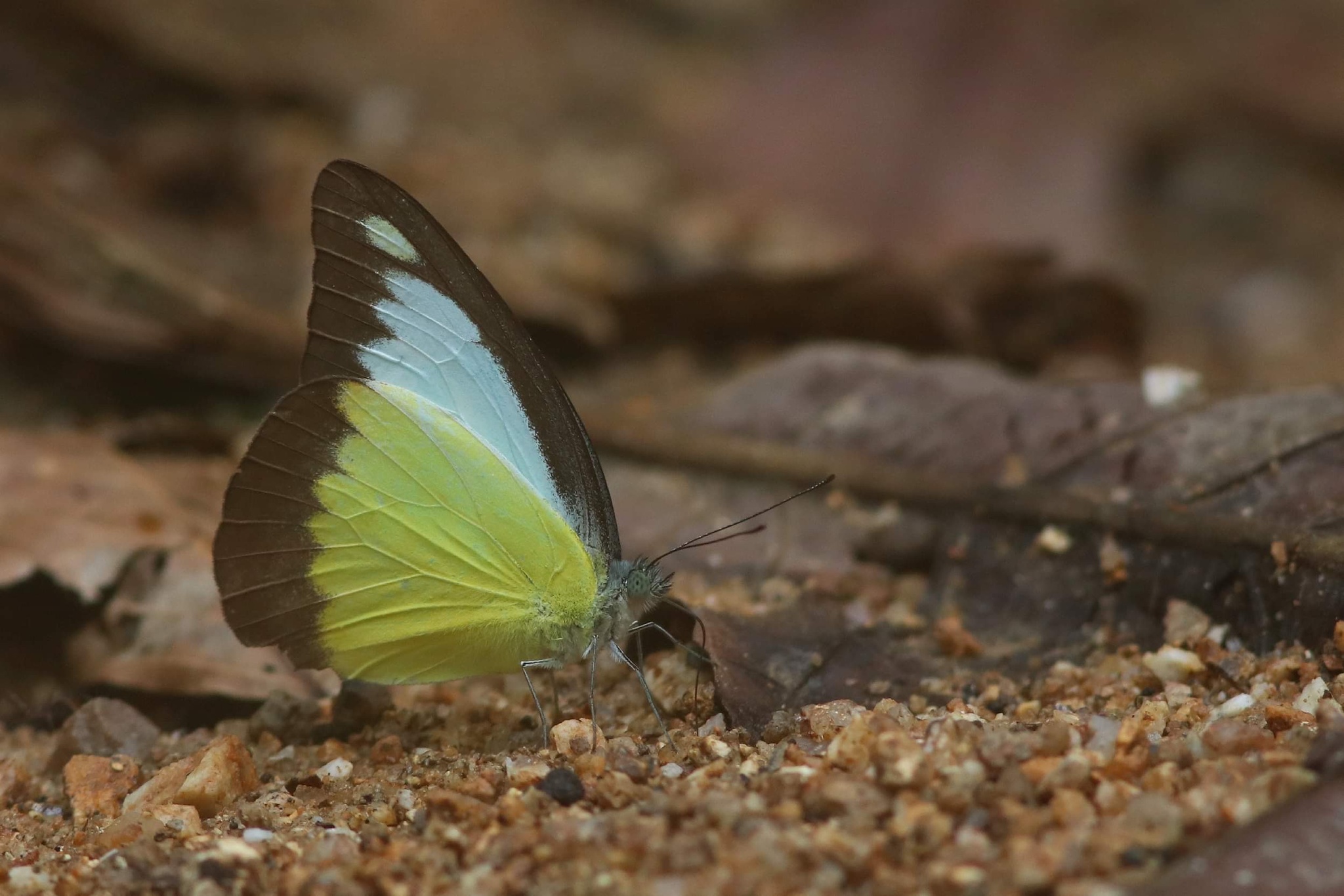 Appias lyncida (Cramer, 1779)