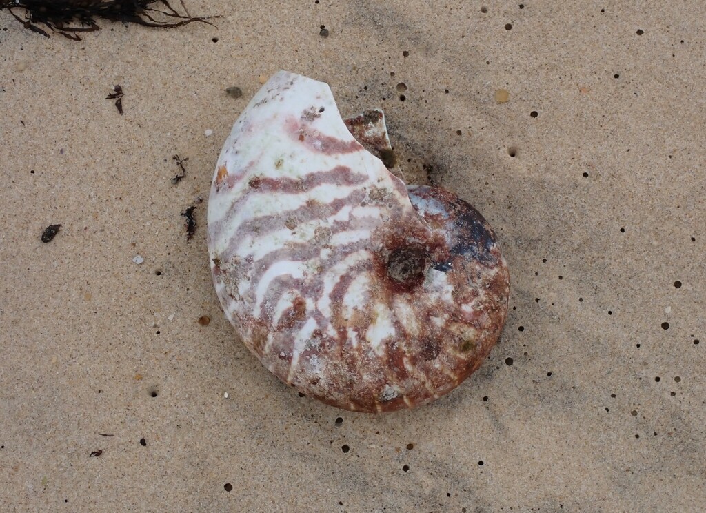 White-patch Nautilus from Barcoongere NSW 2460, Australia on March 22 ...