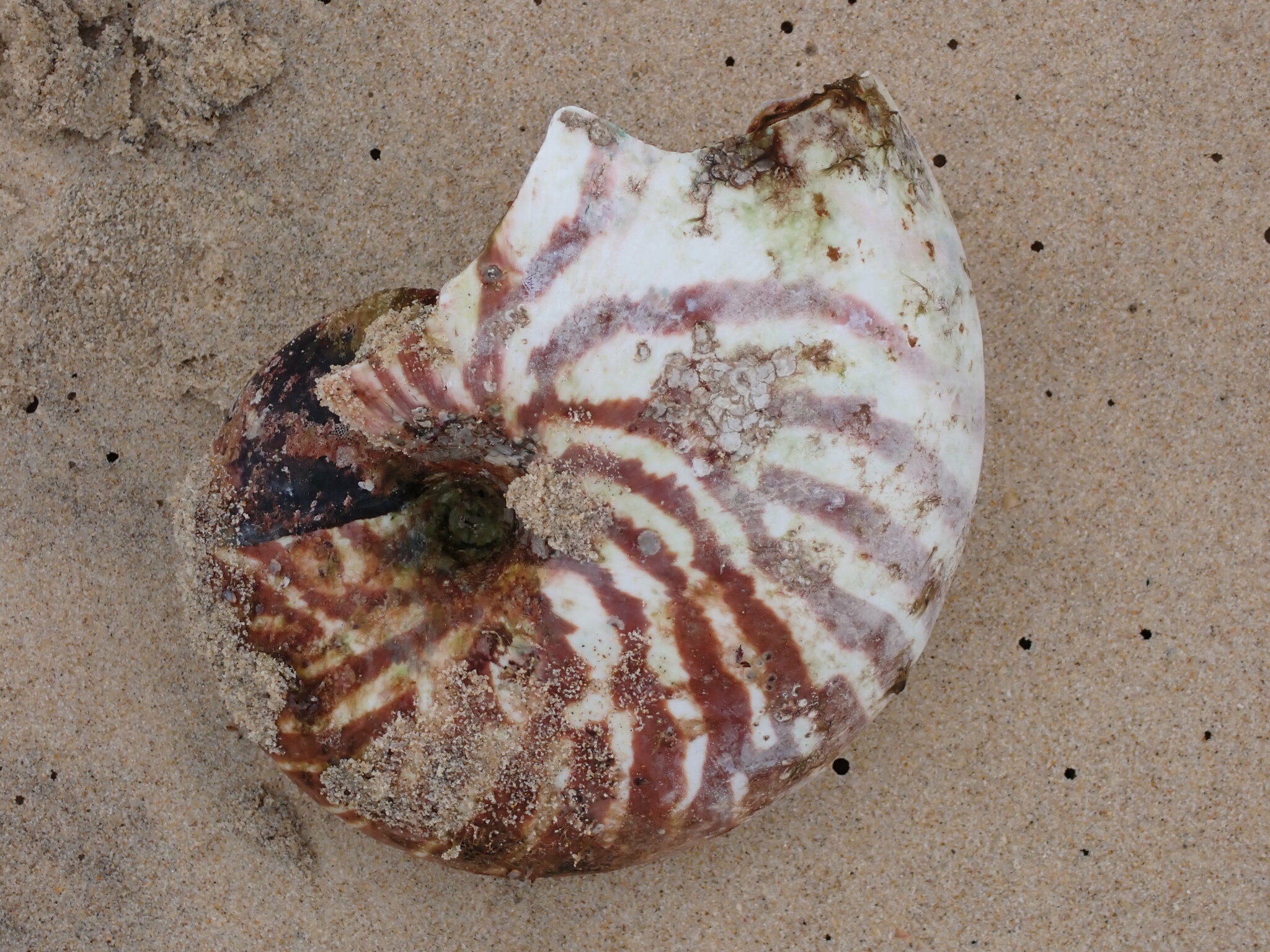 Nautilus Linnaeus, 1758