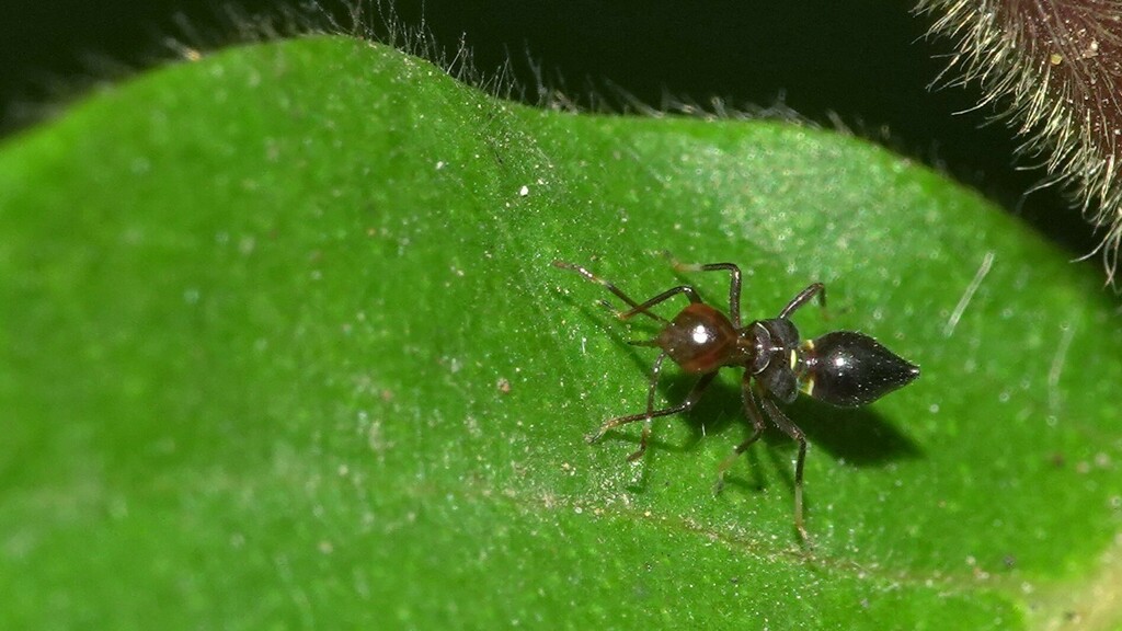 Pilophorus from Sasunavghar, Maharashtra, India on March 18, 2023 at 08 ...