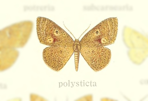 Cyclophora polysticta · iNaturalist