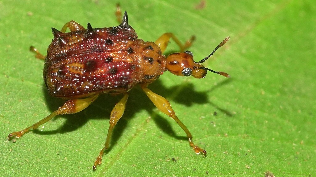 Hoplapoderus echinatus from Sasunavghar, Maharashtra, India on March 18 ...