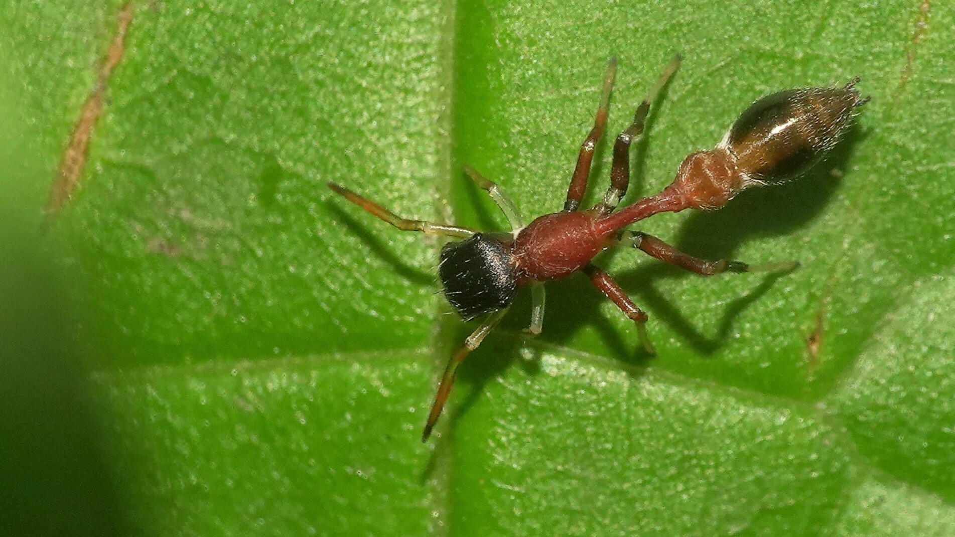 Myrmarachne melanocephala MacLeay, 1839