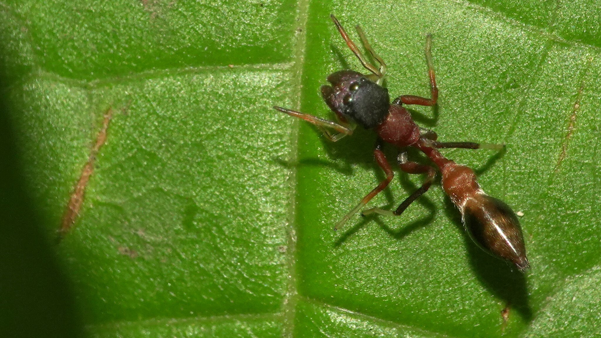 Myrmarachne melanocephala MacLeay, 1839