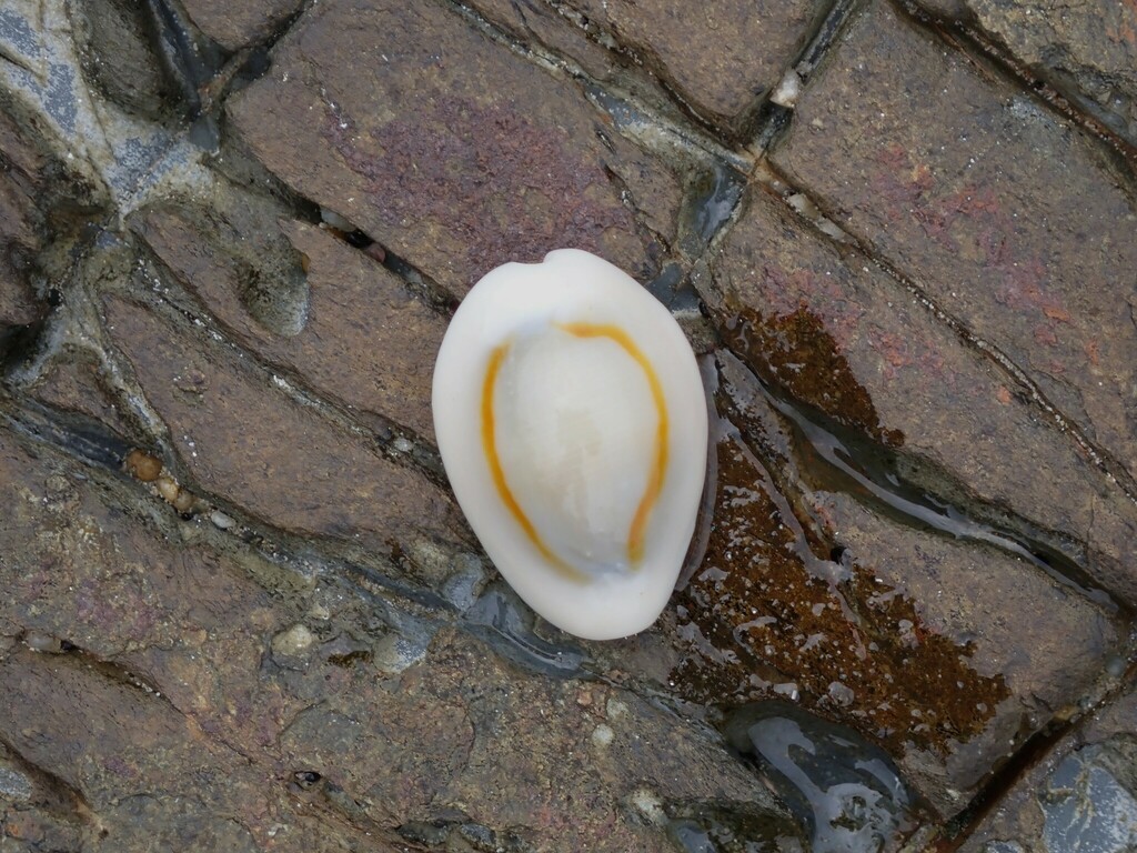 Gold Ring Cowry from Barcoongere NSW 2460, Australia on March 22, 2023 ...