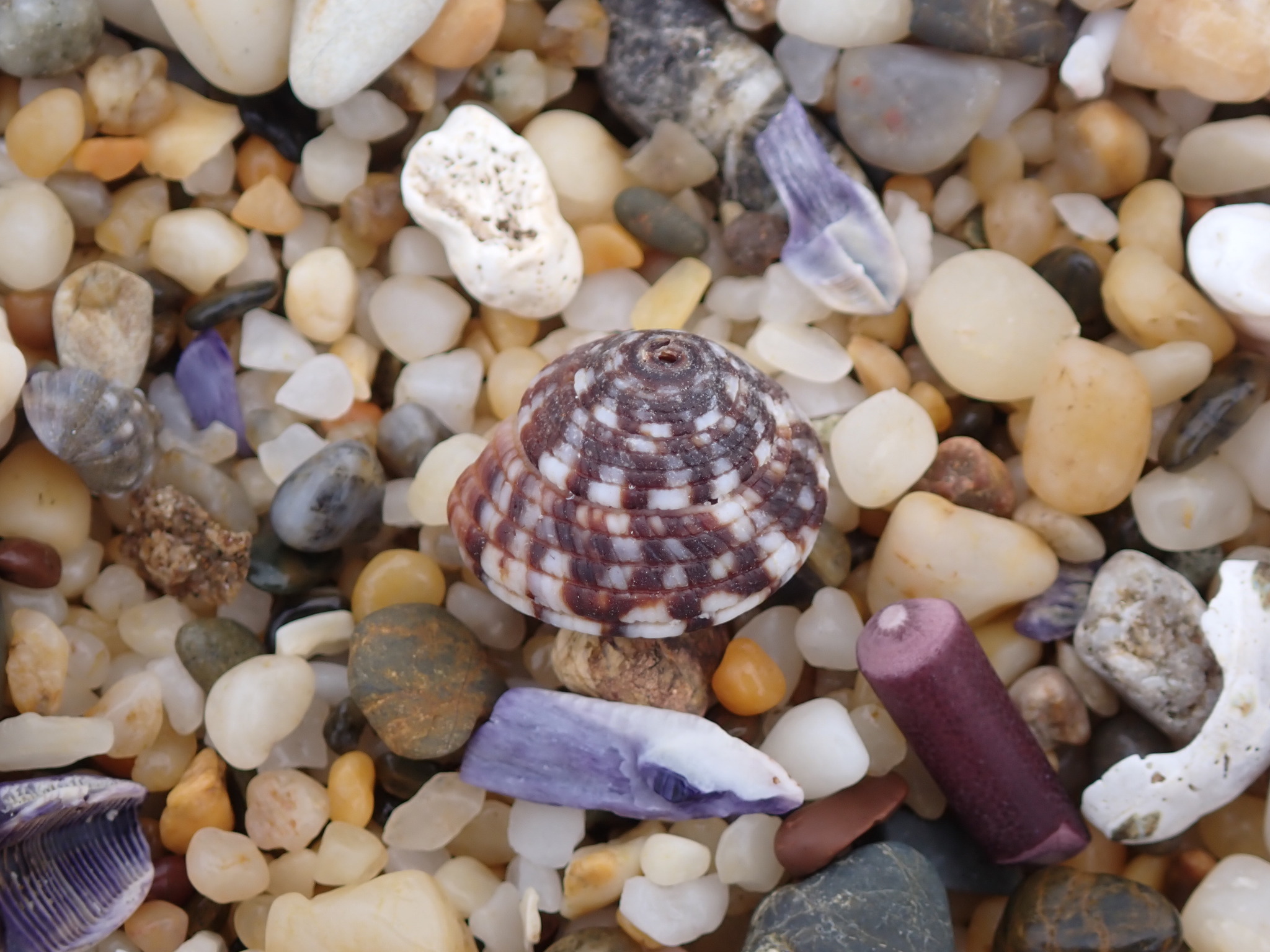 Heliacus variegatus (Gmelin, 1791)