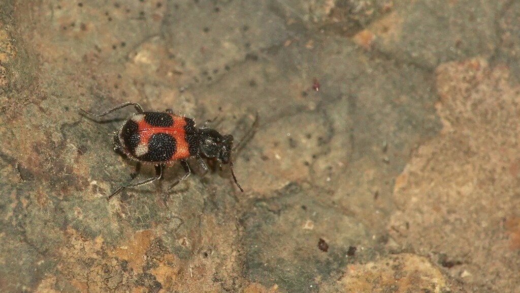 Intybia from Sasunavghar, Maharashtra, India on March 18, 2023 at 10:13 ...