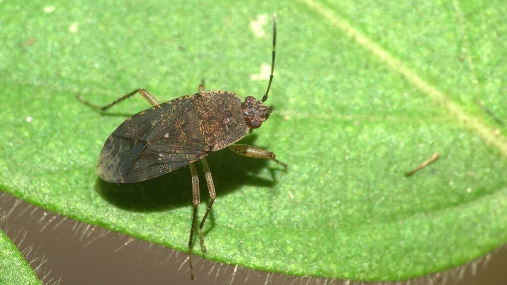 Rhyparothesus from Sasunavghar, Maharashtra, India on March 18, 2023 at ...