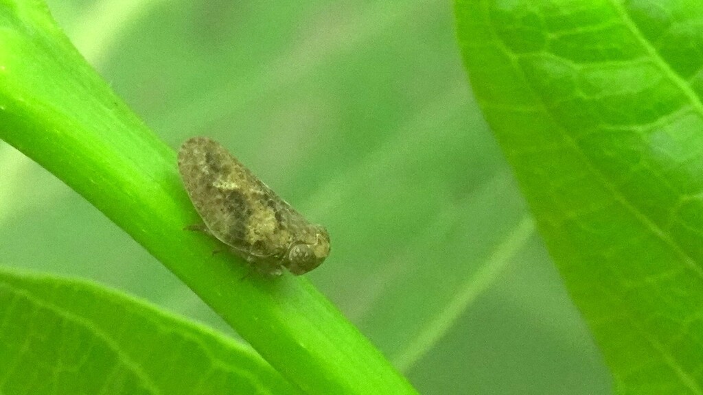 Issid Planthoppers from Sasunavghar, Maharashtra, India on March 18 ...