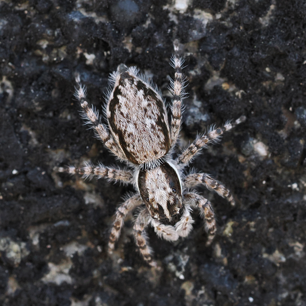 Menemerus fulvus (L.Koch, 1878)