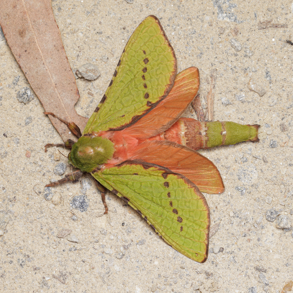 Blackburn's Splendid Ghost Moth from Deep Creek SA 5204, Australia on ...