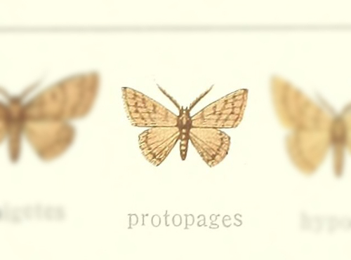 Pleuroprucha protopages · iNaturalist