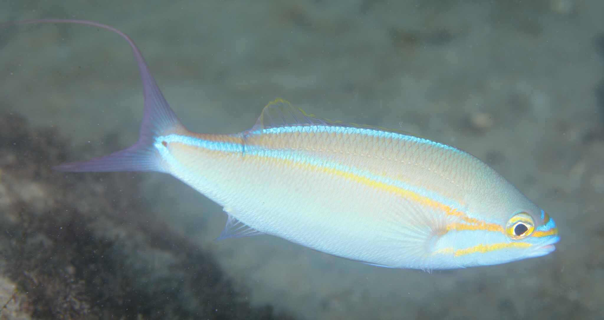 Pentapodus paradiseus (Günther, 1859)