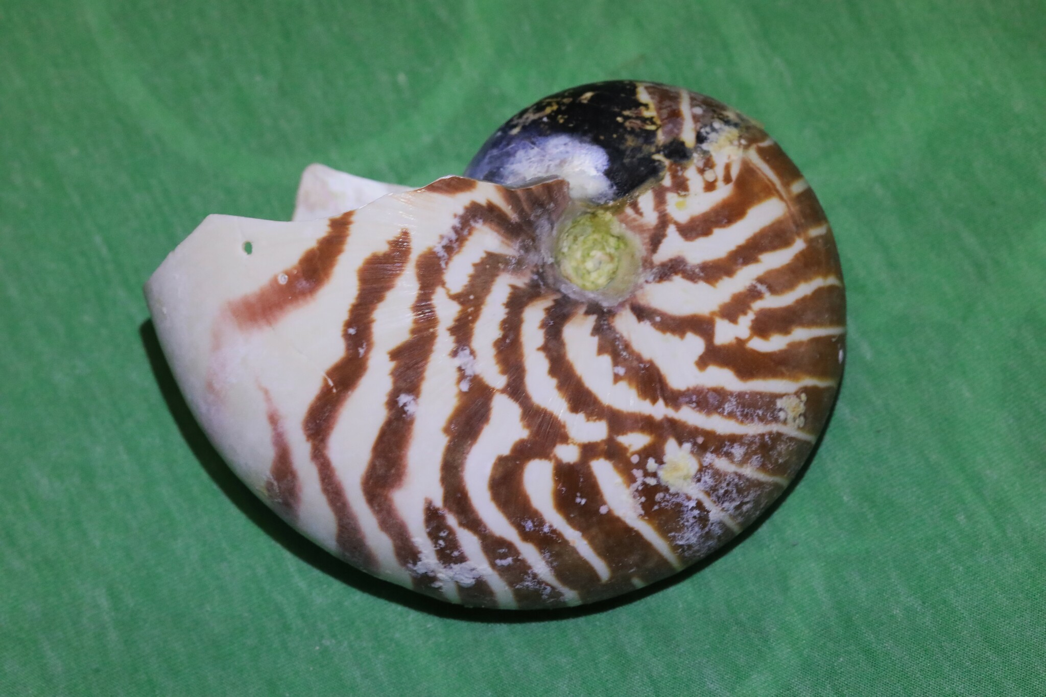 Nautilus Linnaeus, 1758