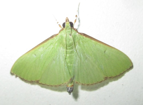 Parotis impia · iNaturalist