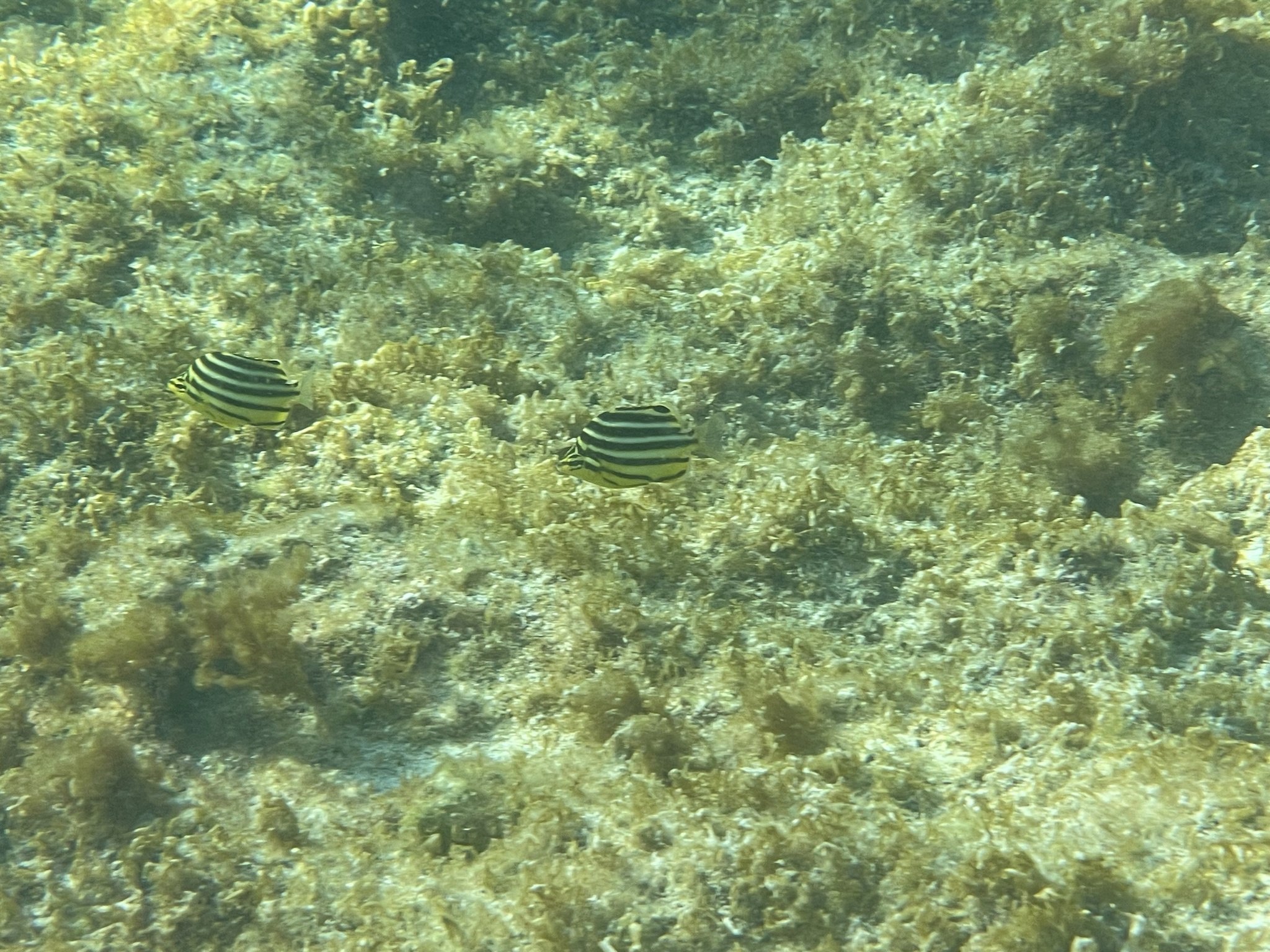 Microcanthus strigatus (Cuvier, 1831)