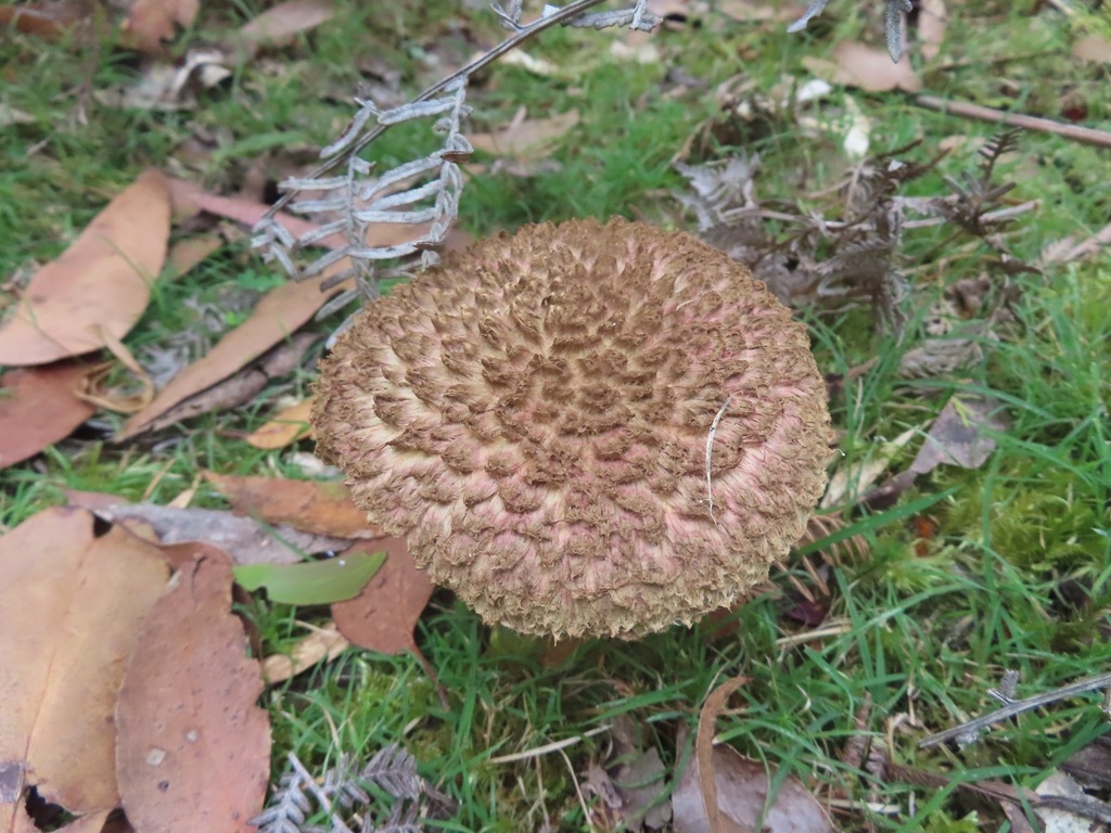 Boletellus from Mount Field TAS 7140, Australia on March 22, 2023 at 12 ...