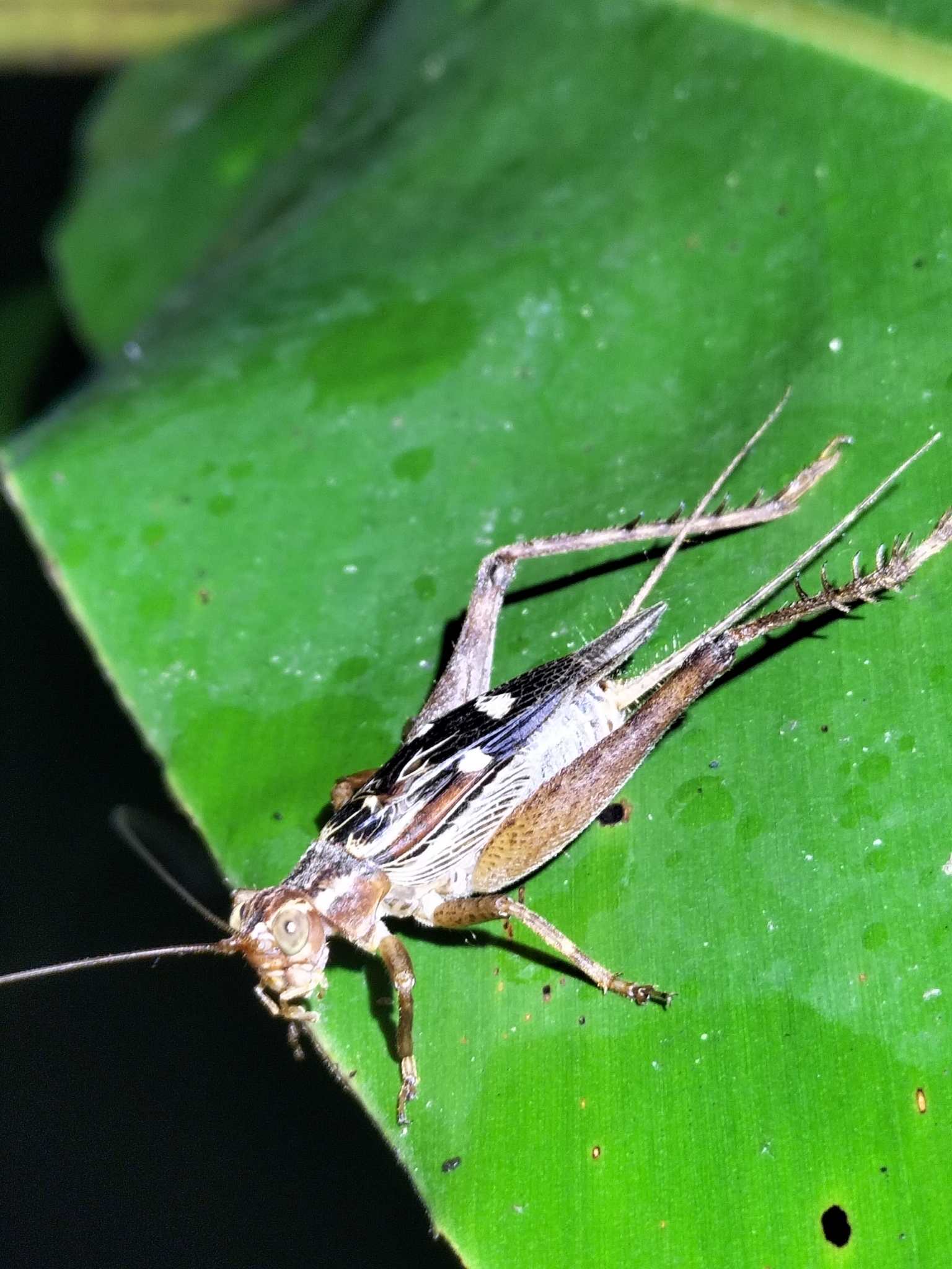 Cardiodactylus Saussure, 1878